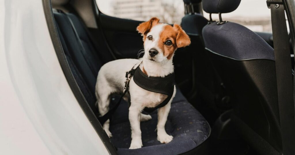 RESTRAINING DOGS IN CARS: WHAT ARE THE RULES? – Anderson Boemi Lawyers